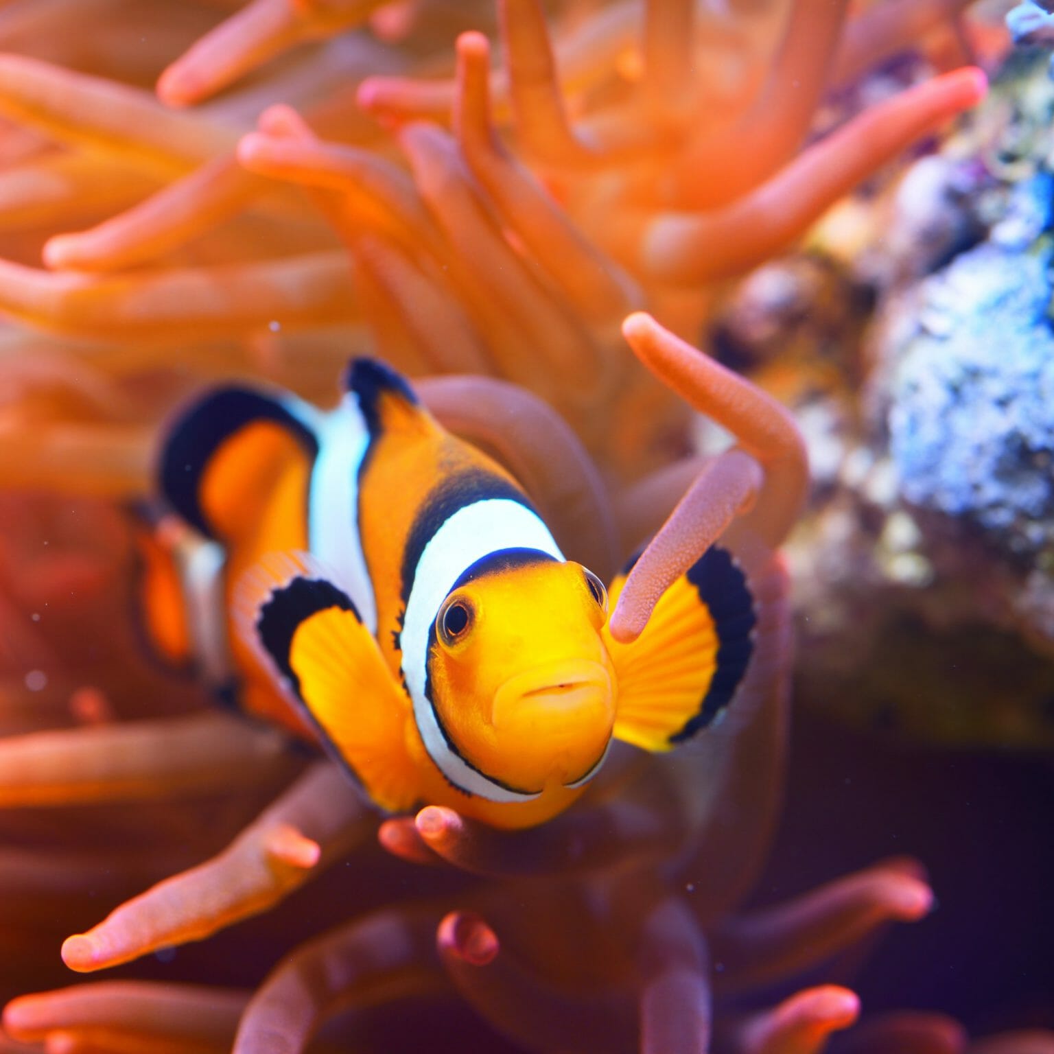 The Science of Aquariums | Spotless Water