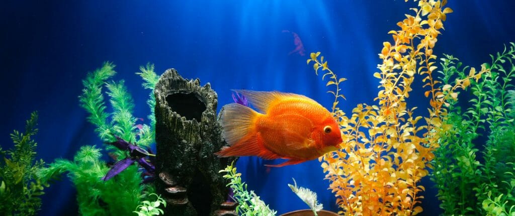 The Science of Aquariums | SpotlessWater